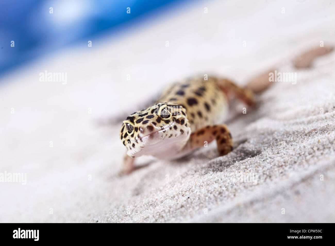 Leopard Gecko portrait! Stock Photo - Alamy