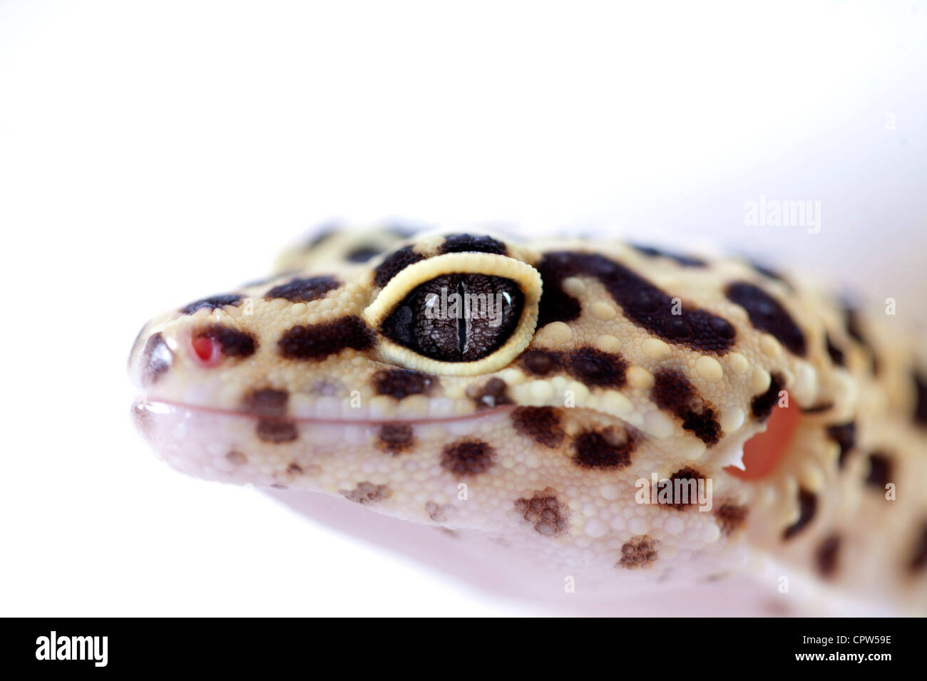 Leopard Gecko portrait! Stock Photo - Alamy