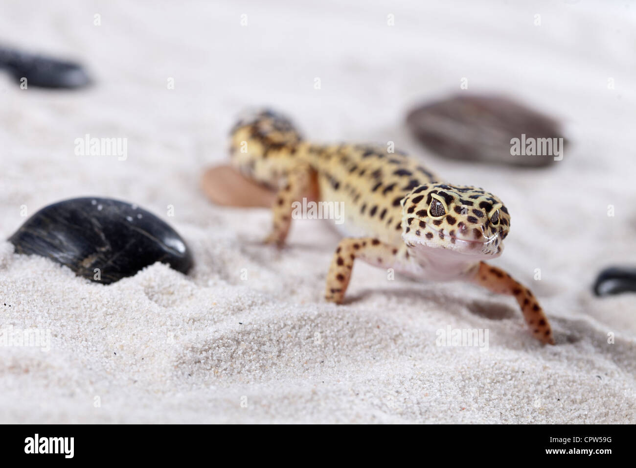 Leopard Gecko portrait! Stock Photo - Alamy
