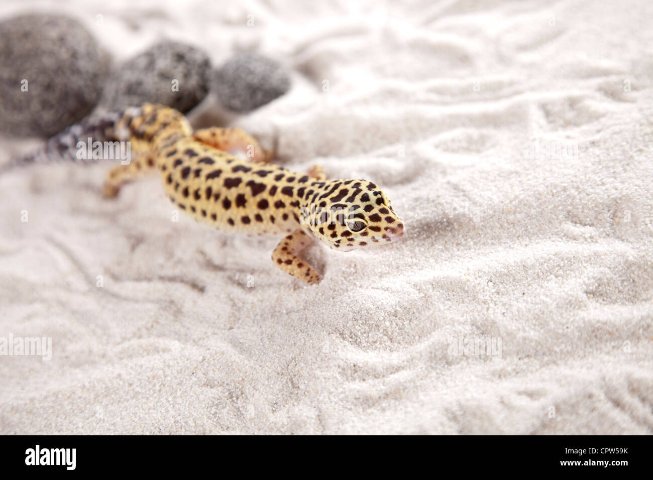 Leopard Gecko portrait! Stock Photo - Alamy