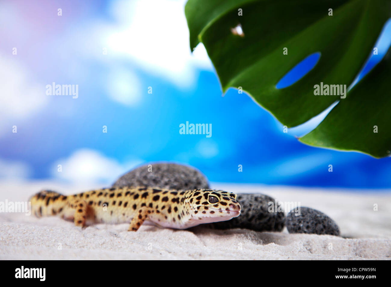 Leopard Geko High Resolution Stock Photography and Images - Alamy