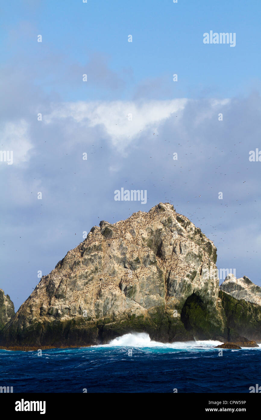 South georgia shag shag rocks hi-res stock photography and images - Alamy