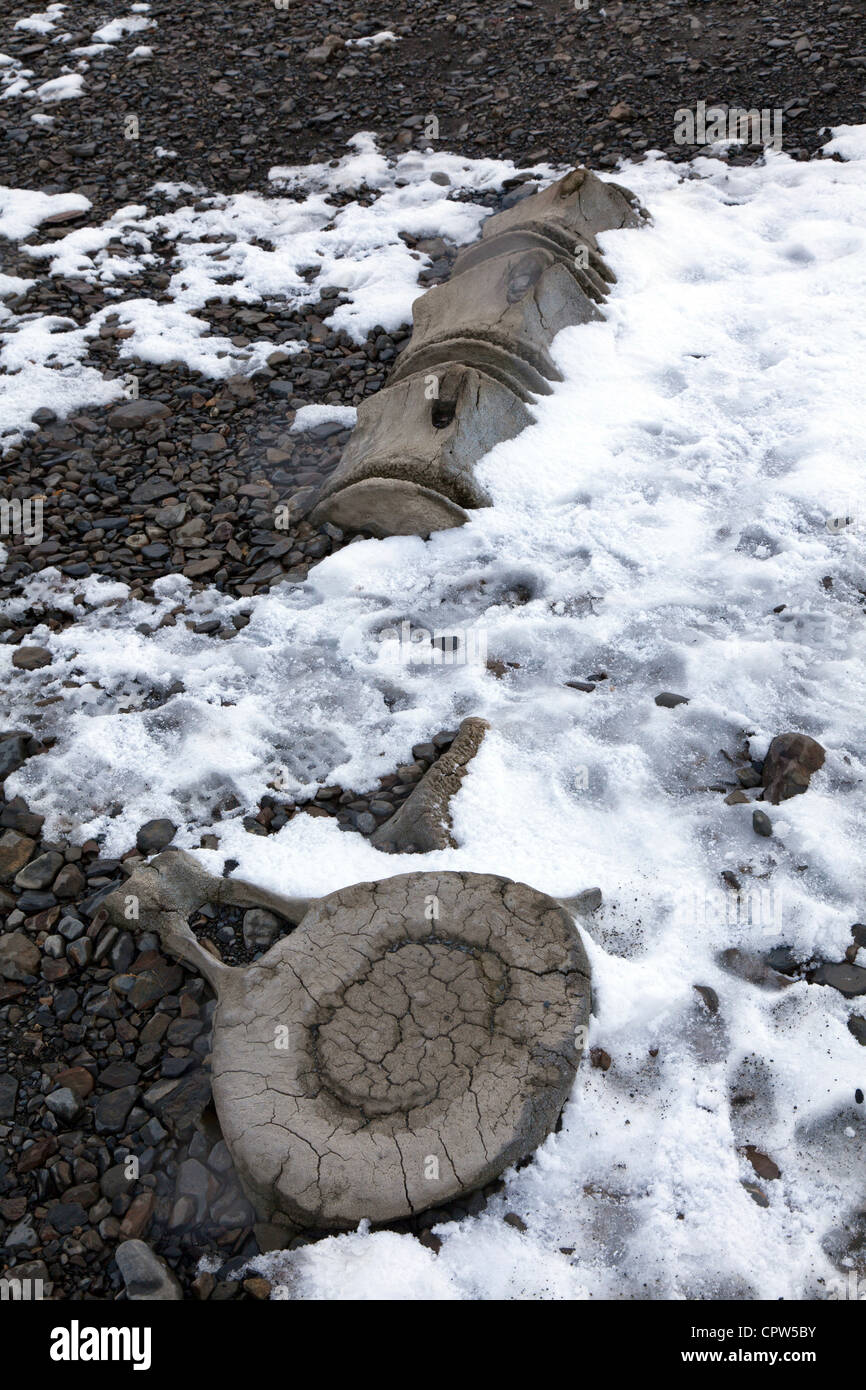 Skeleton in snow hi-res stock photography and images - Alamy