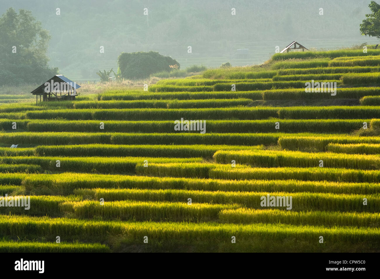 Terraced rice field Stock Photo - Alamy