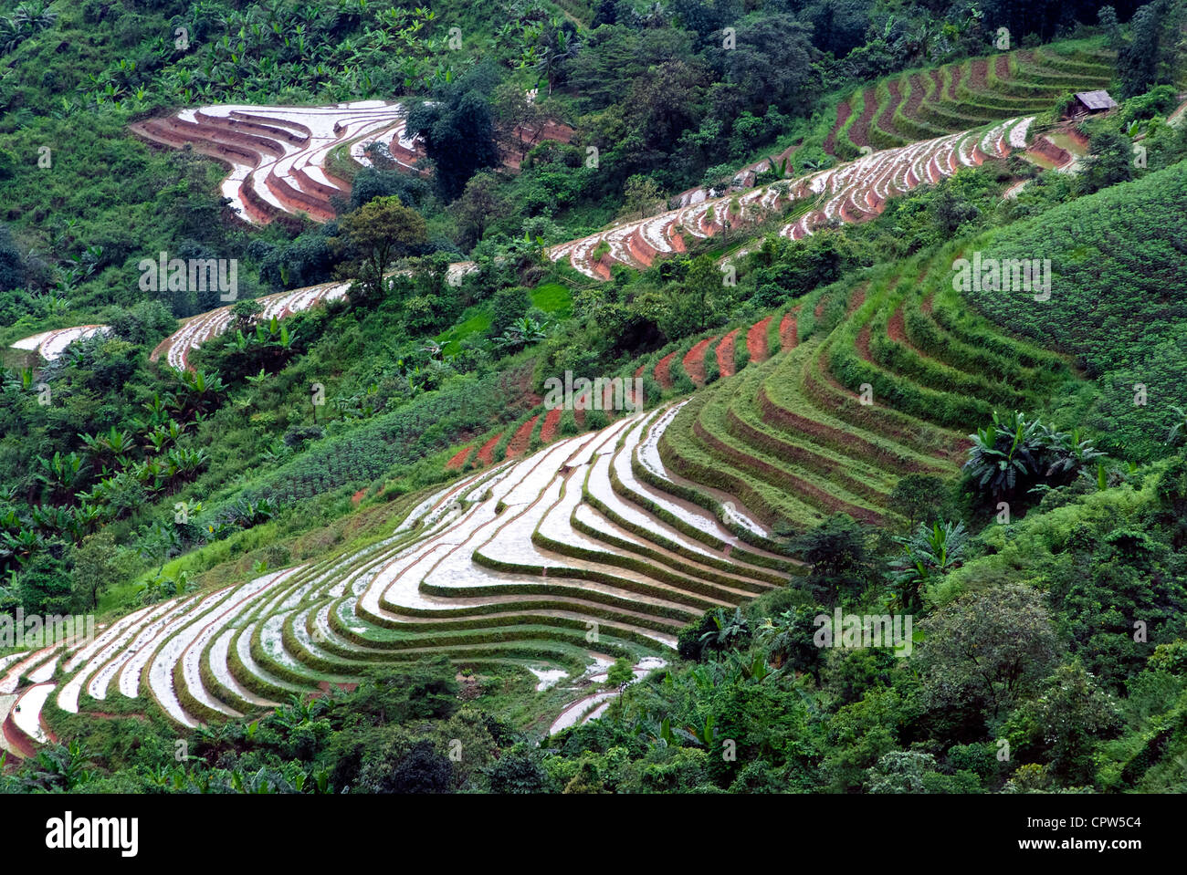 Terraced rice field Stock Photo - Alamy