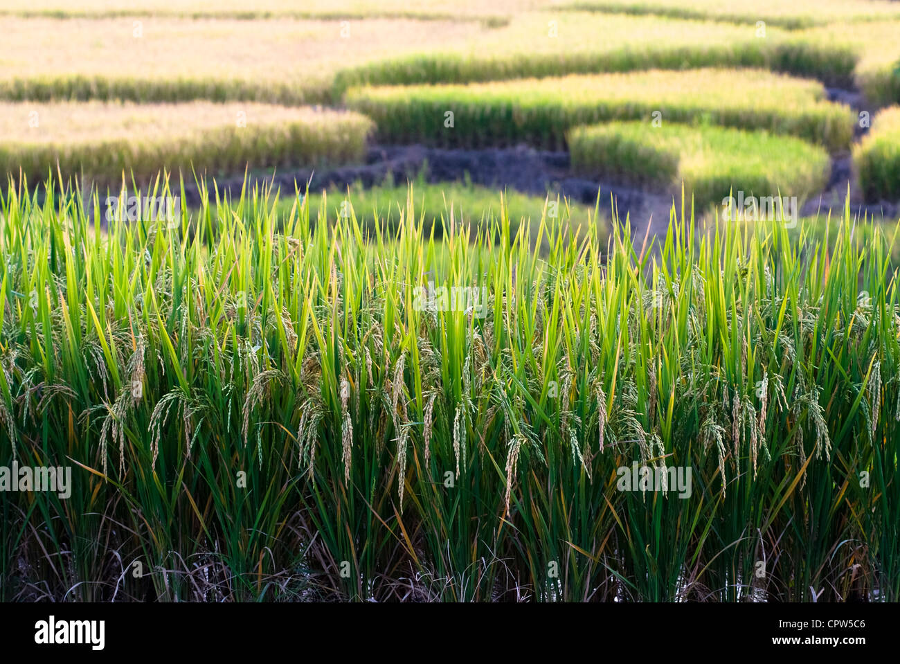 Terraced rice field Stock Photo - Alamy