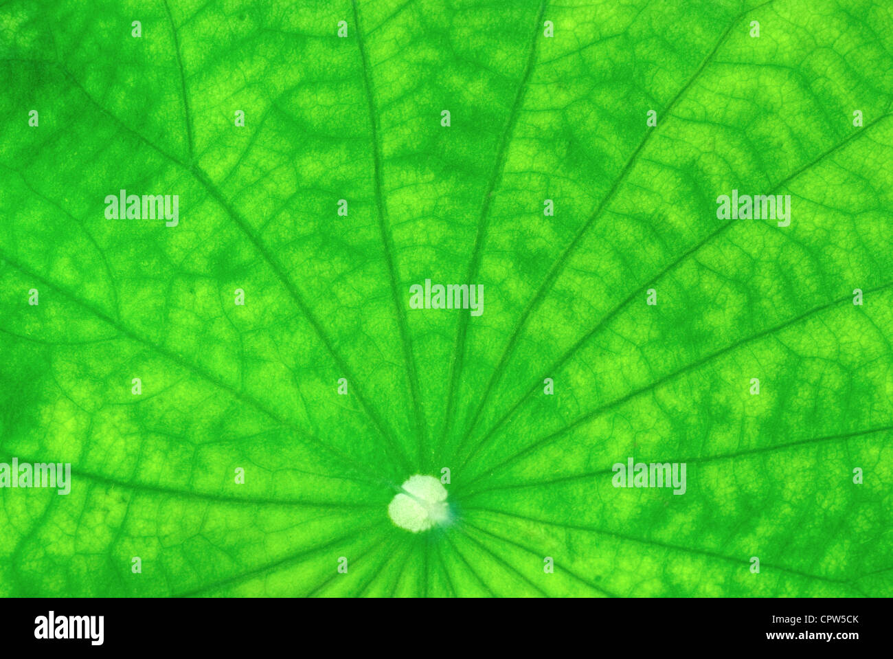 Close up of lotus leaf showing lines and textures Stock Photo - Alamy