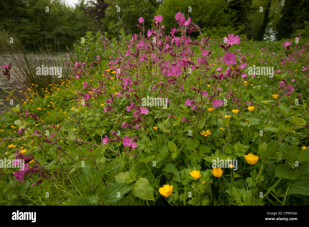 Mixture of wild flowers growing in a Norfolk woodland Stock Photo - Alamy
