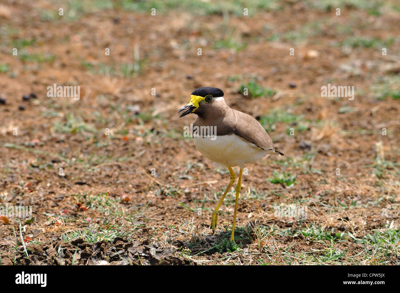 Yellow-Wattled Lapwing in Indian Continent Stock Photo - Alamy