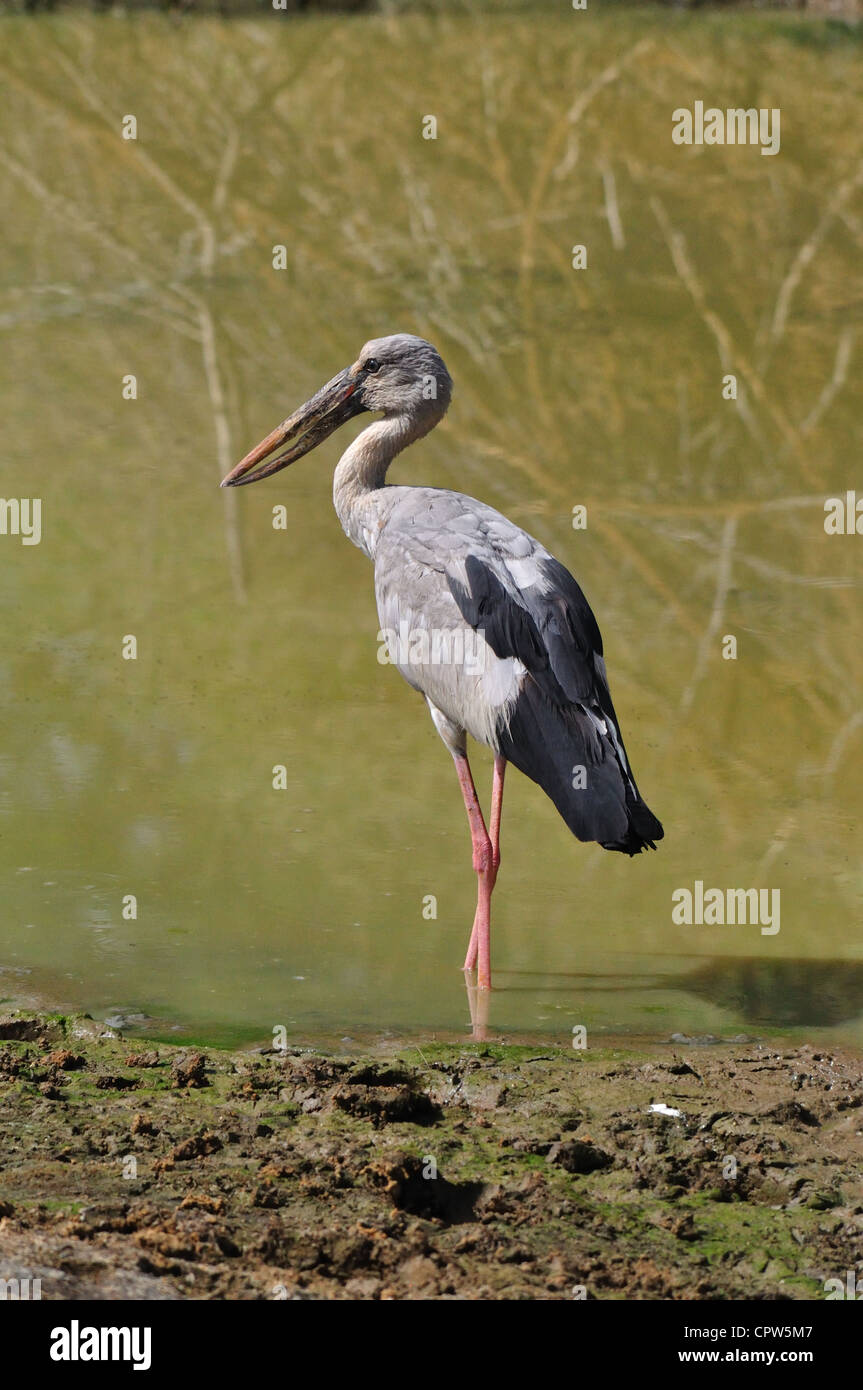 Openbill Stork of India Stock Photo - Alamy