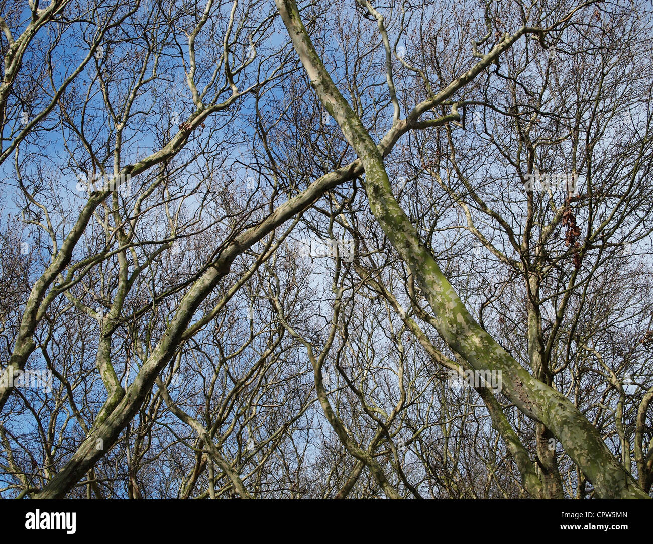 tree branches over park pathway showing blue sky Stock Photo - Alamy