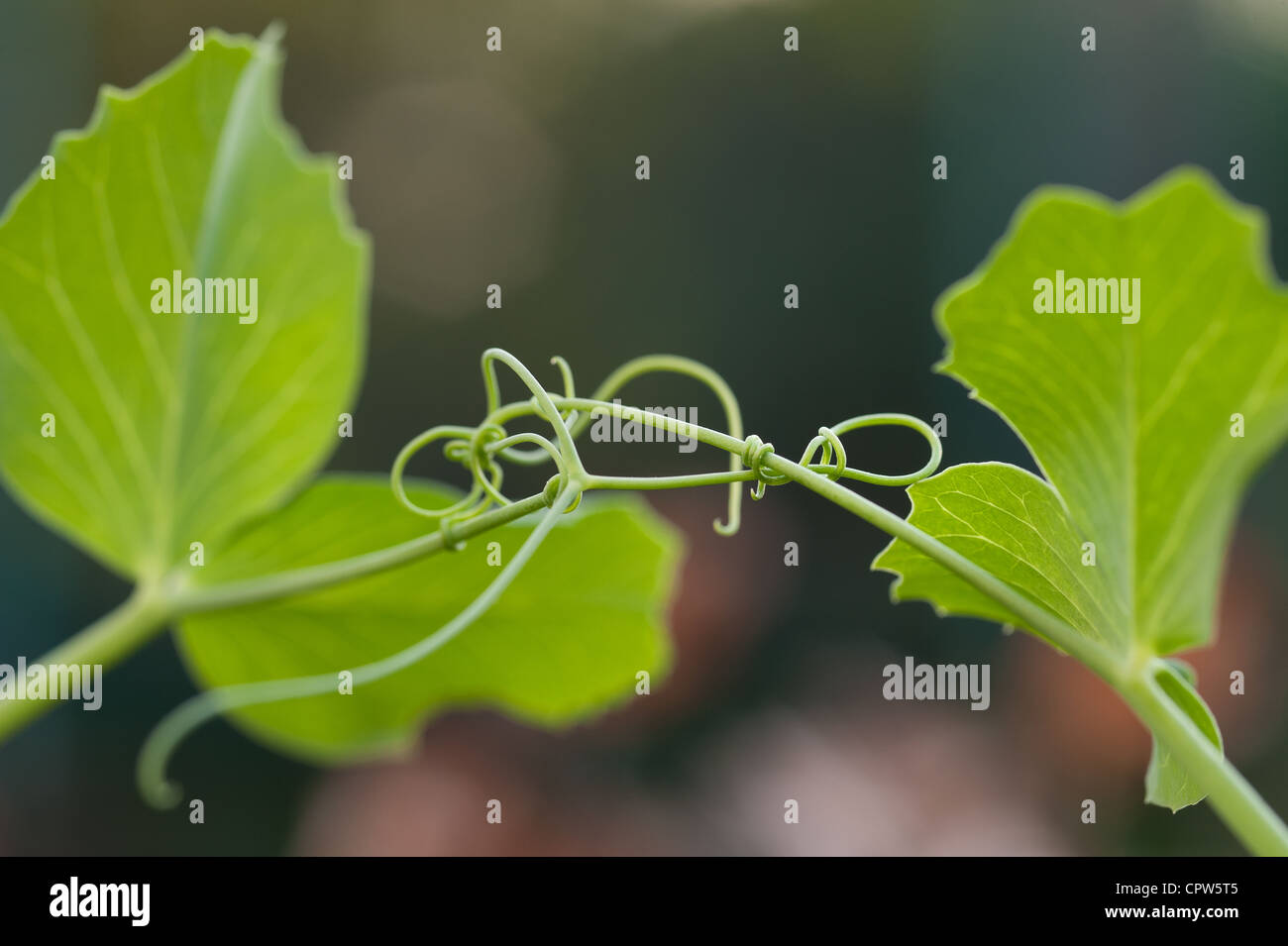 plants united and holding one another with a tangled knotted tendril ...