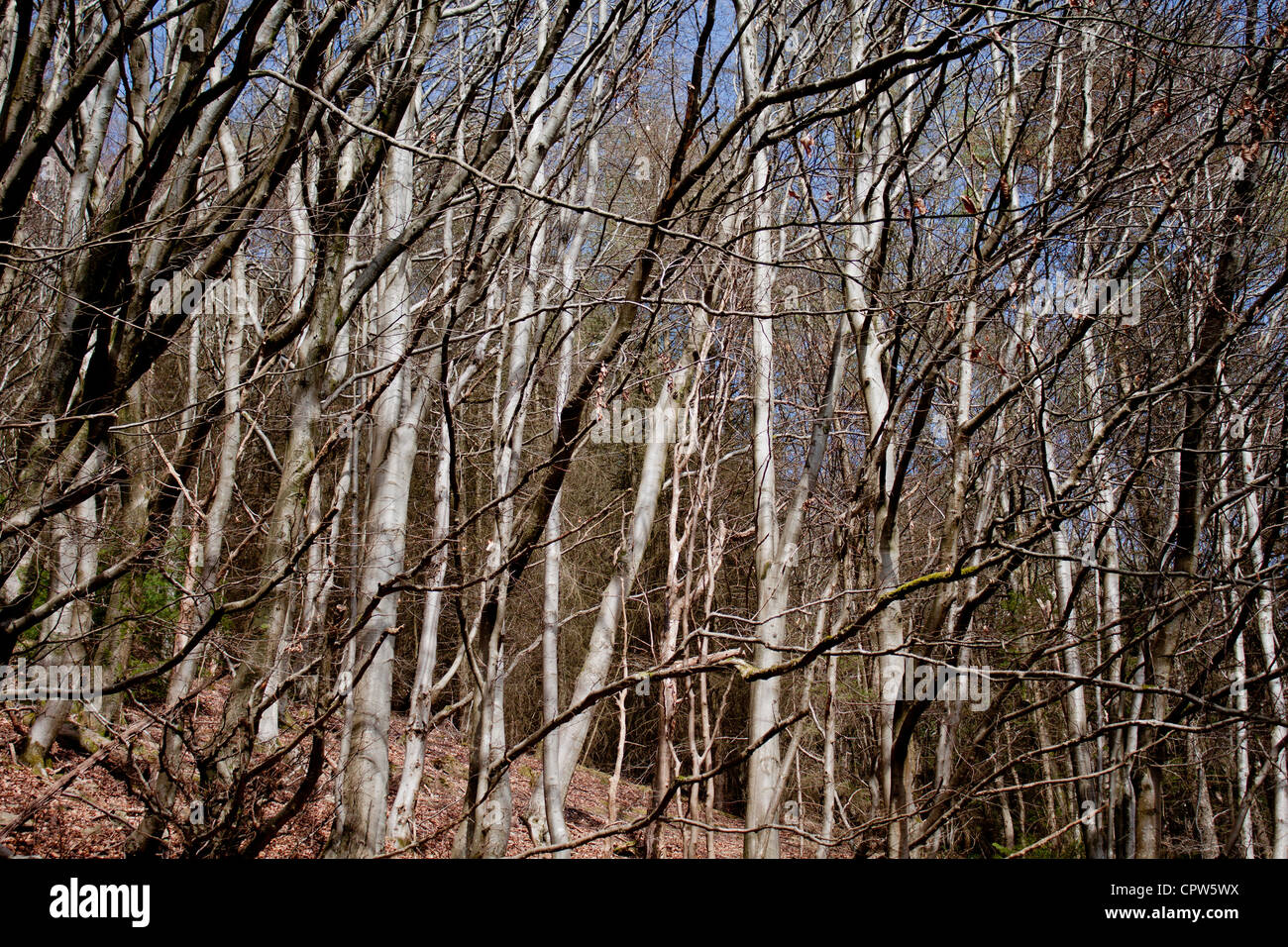 Silver trees hi-res stock photography and images - Alamy