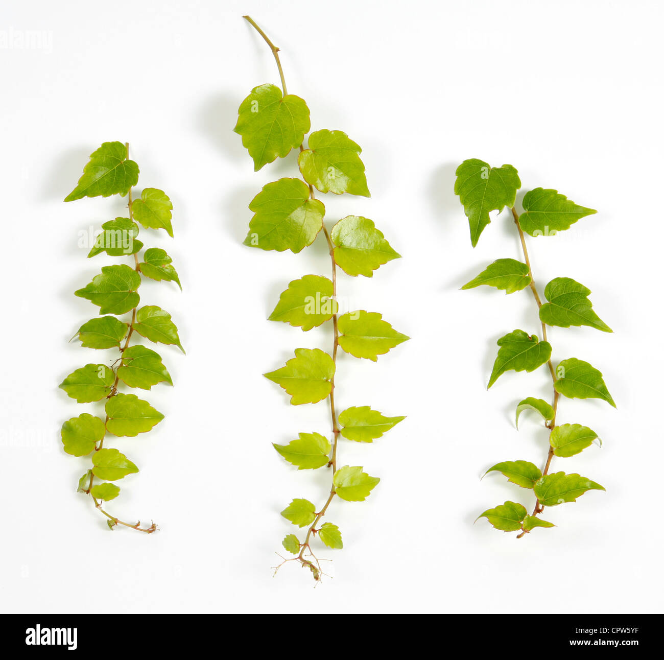 Green ivy twig on Cut Out Stock Images & Pictures - Alamy