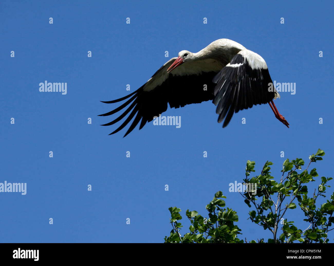 Stork in flight Stock Photo - Alamy