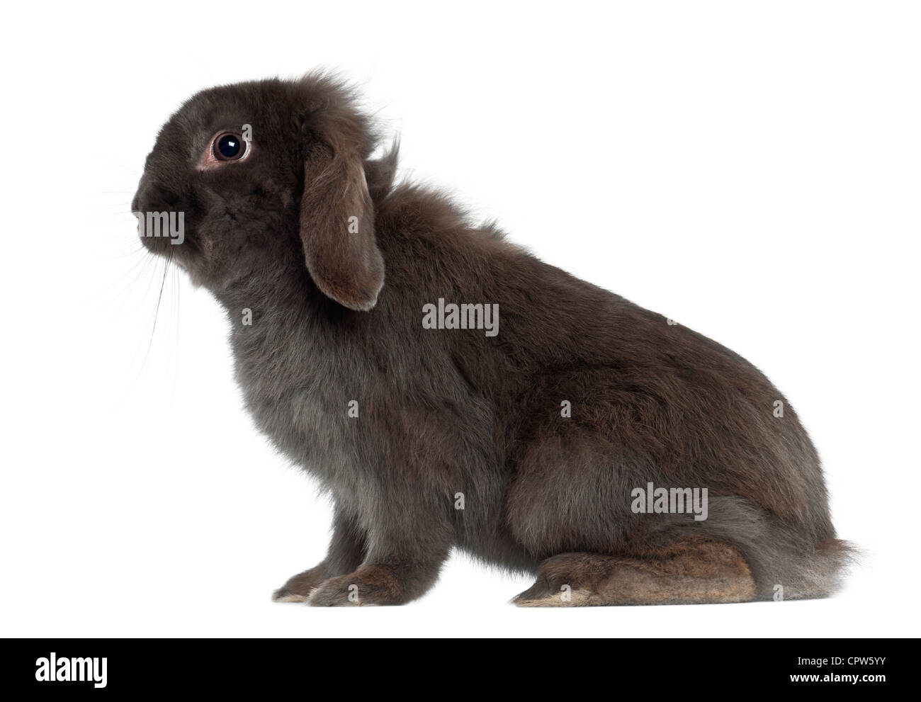 Rabbit sitting against white background Stock Photo - Alamy