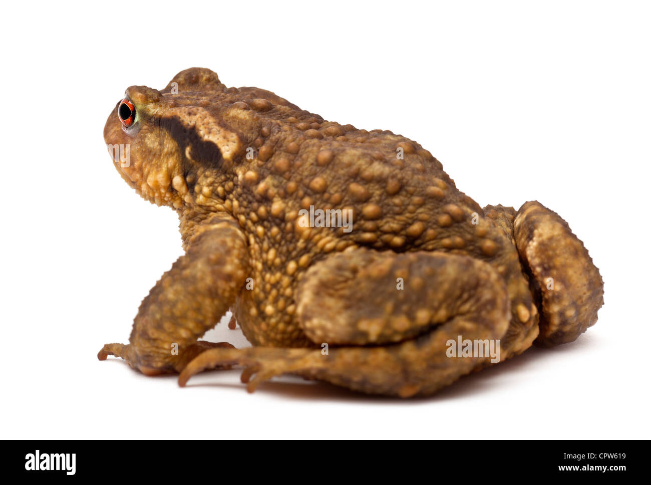 Common toad, Bufo bufo, against white background Stock Photo - Alamy