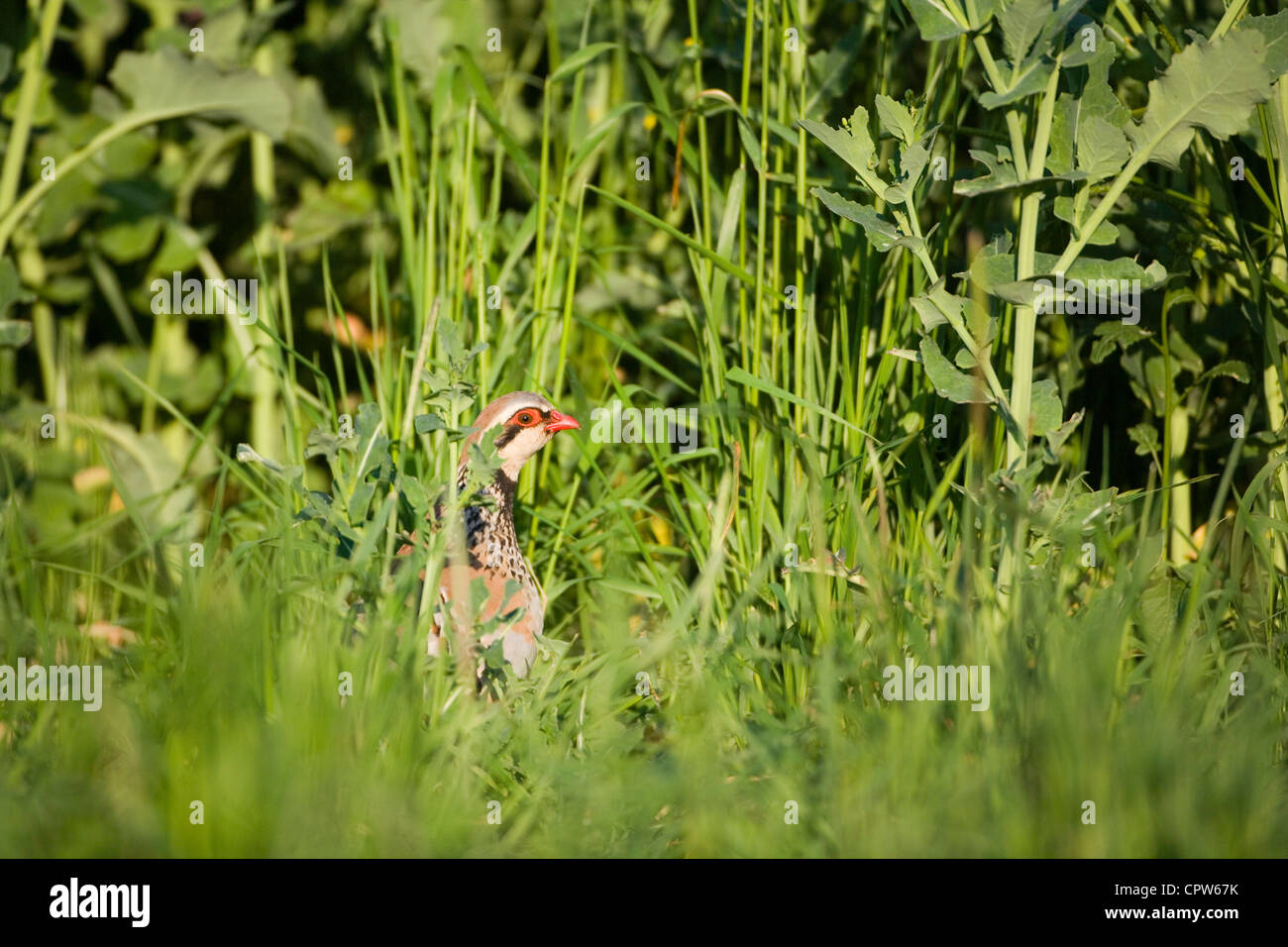 Don Partridge Stock Photos & Don Partridge Stock Images - Alamy