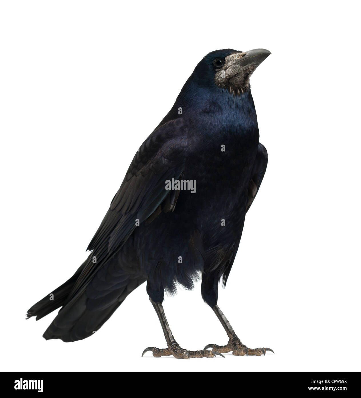 Rook bird hi-res stock photography and images - Alamy