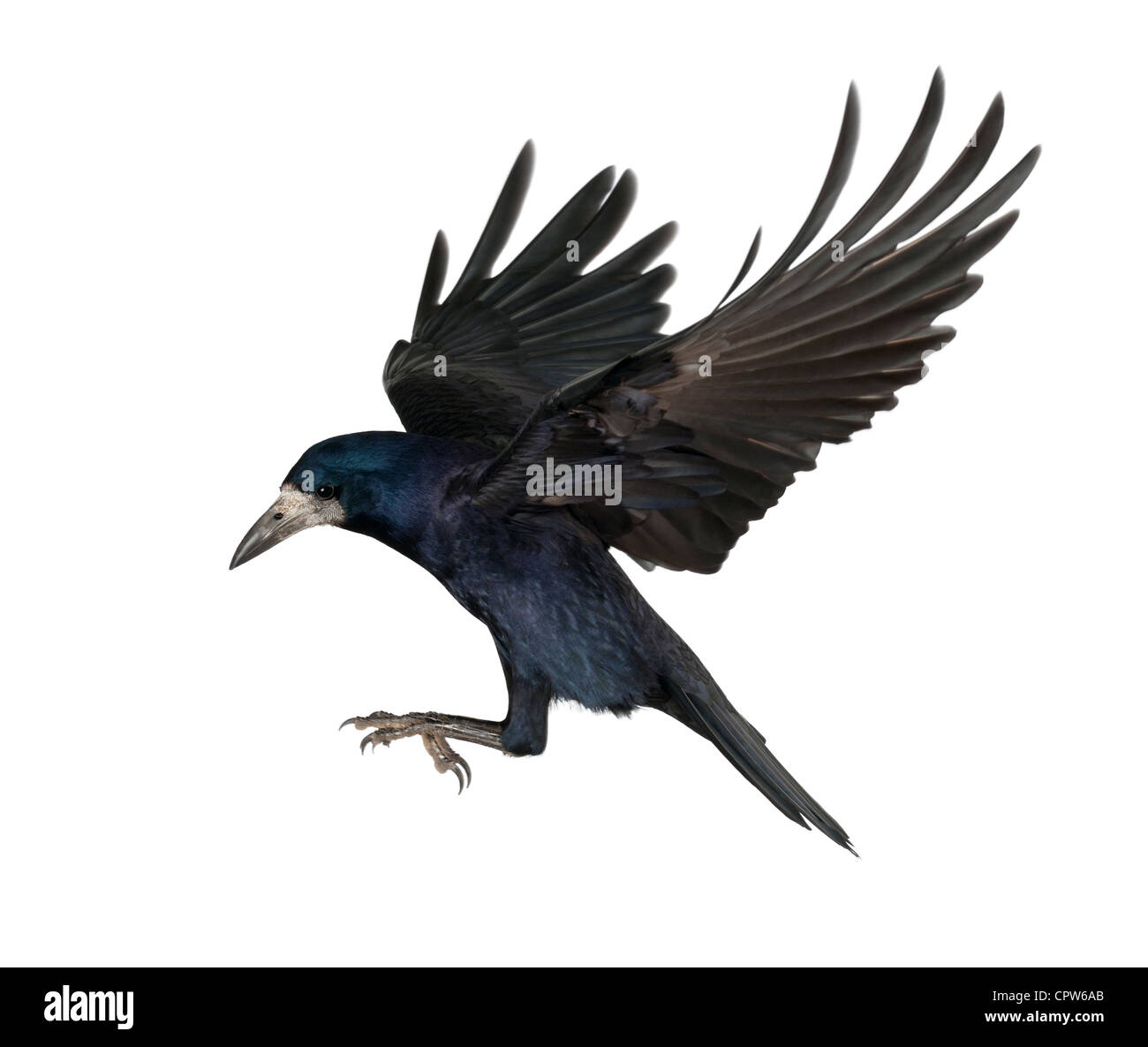 Rook, Corvus frugilegus, 3 years old, in flight against white ...