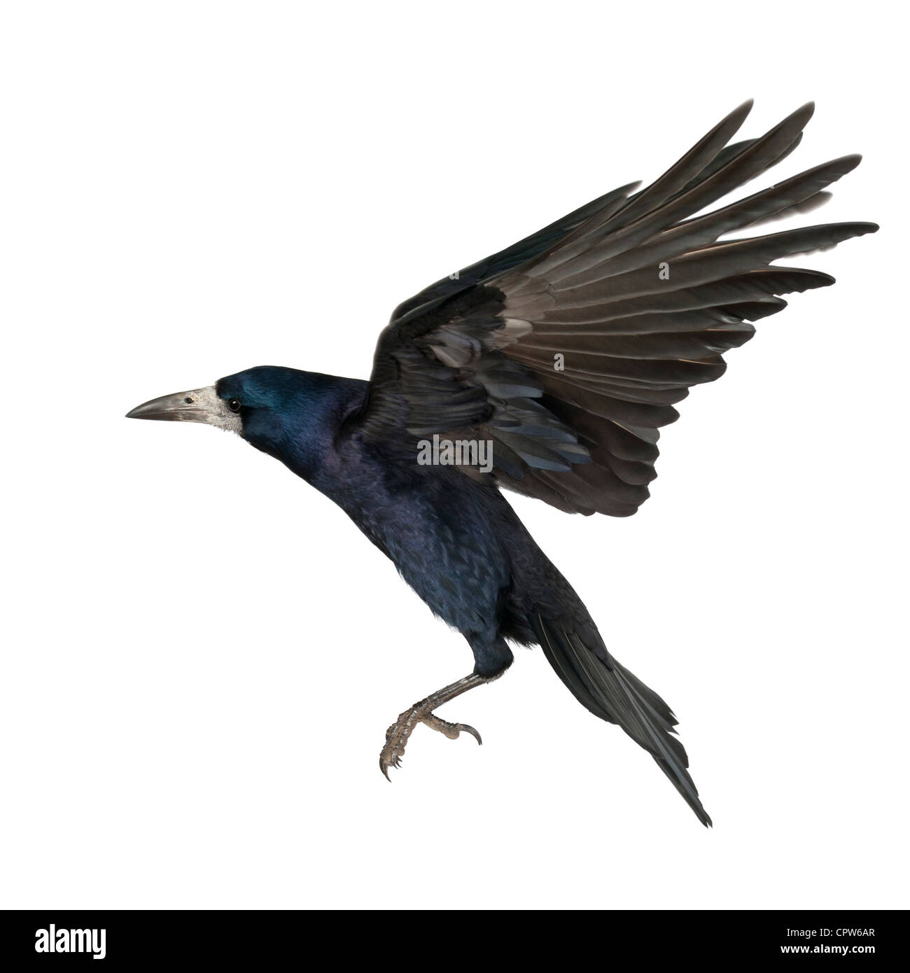 Rook, Corvus frugilegus, 3 years old, in flight against white ...