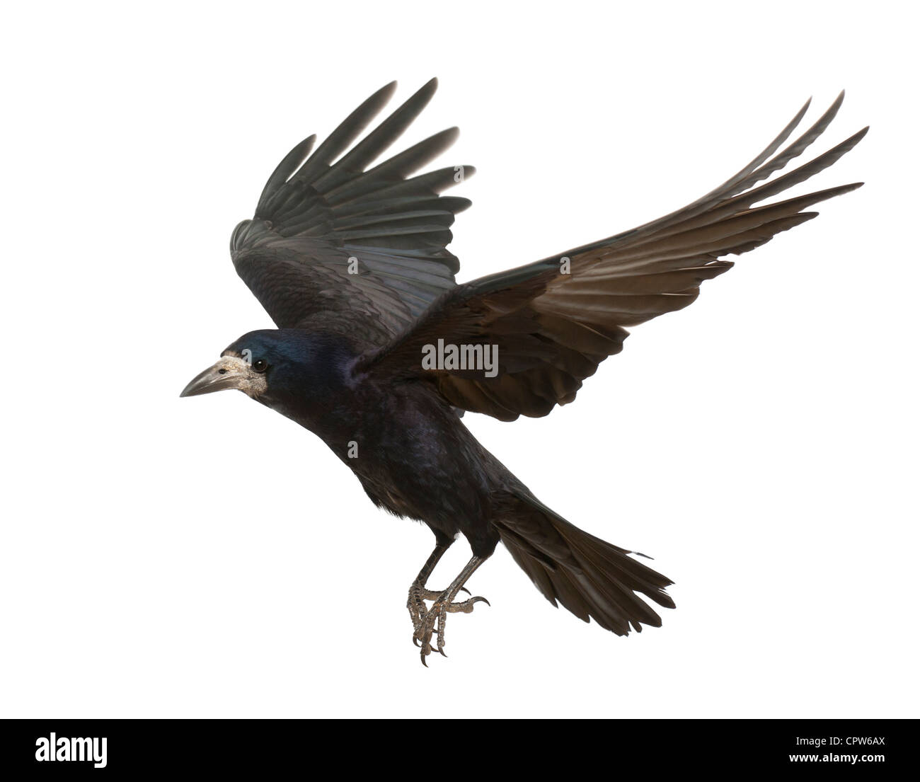 Rook, Corvus frugilegus, 3 years old, in flight against white ...