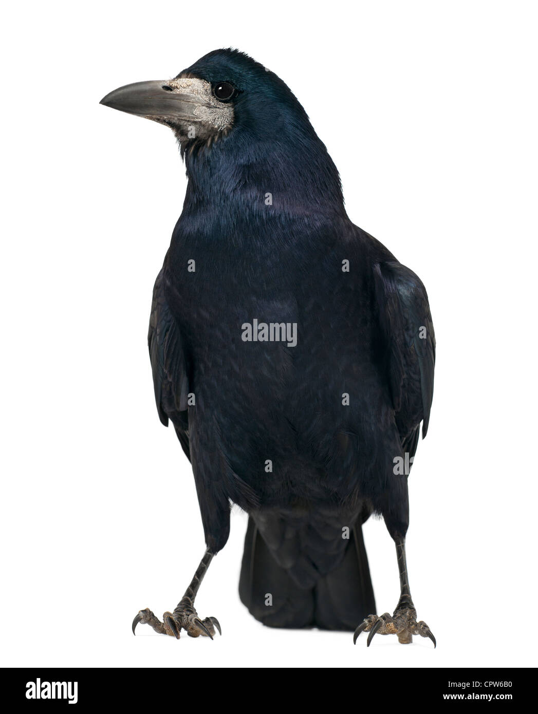 Rook bird hi-res stock photography and images - Alamy