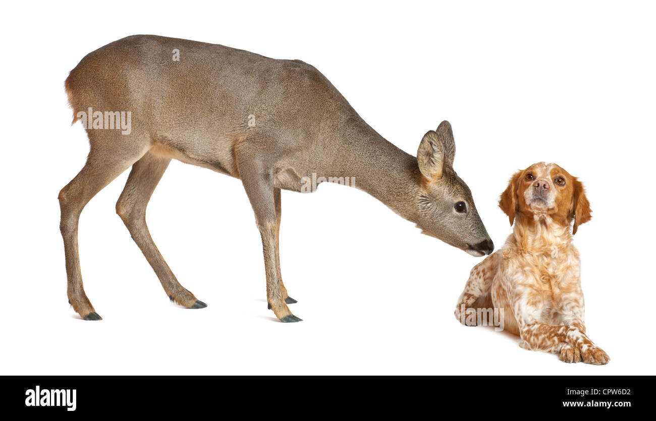 Deer floor Cut Out Stock Images & Pictures - Alamy