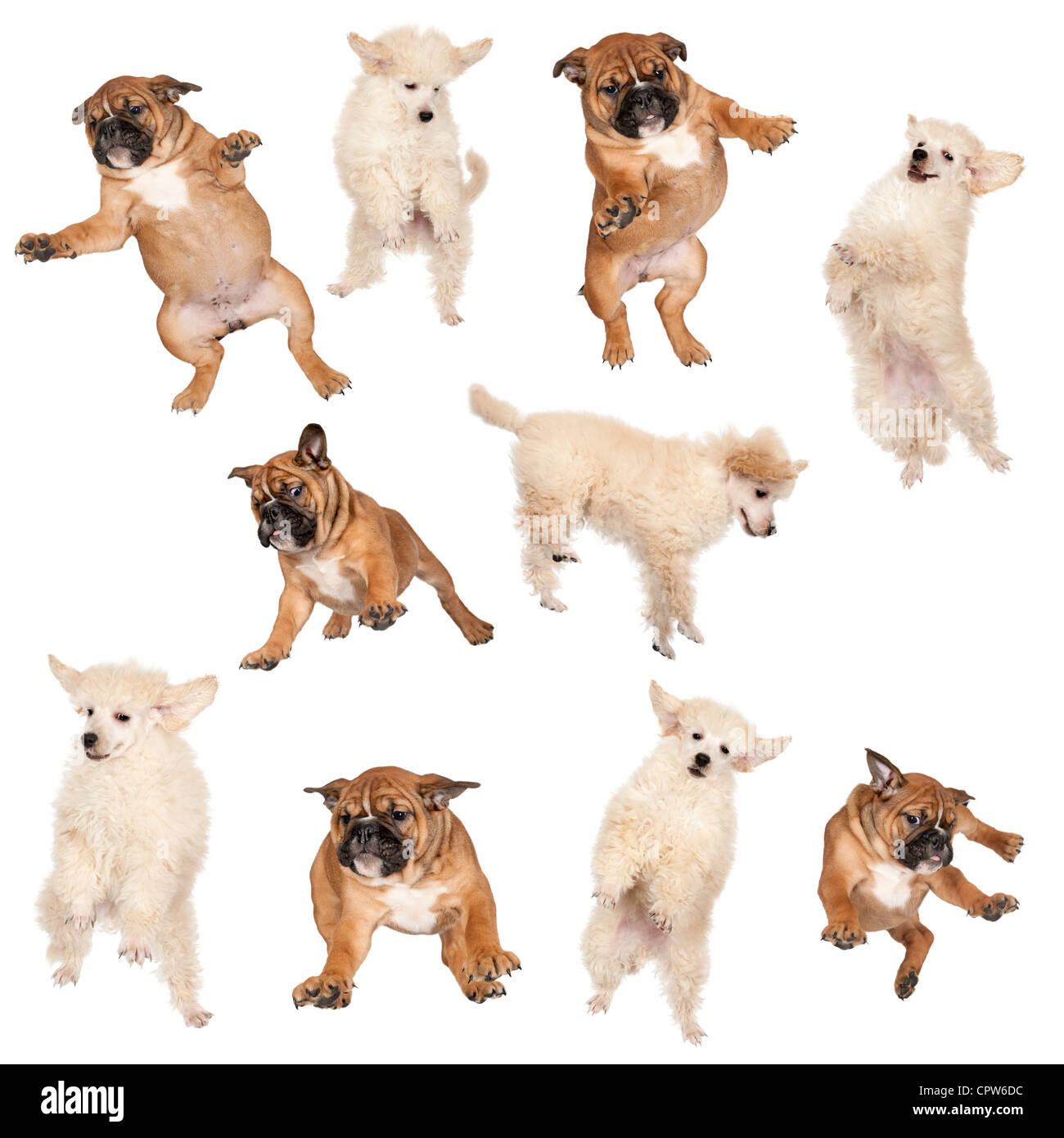 Boxer dogs and Poodles flying against white background Stock Photo - Alamy