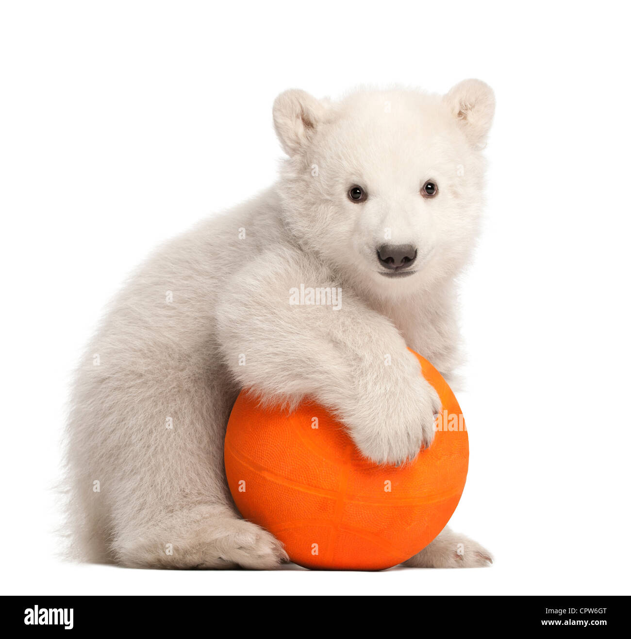 Orange Polar Bear