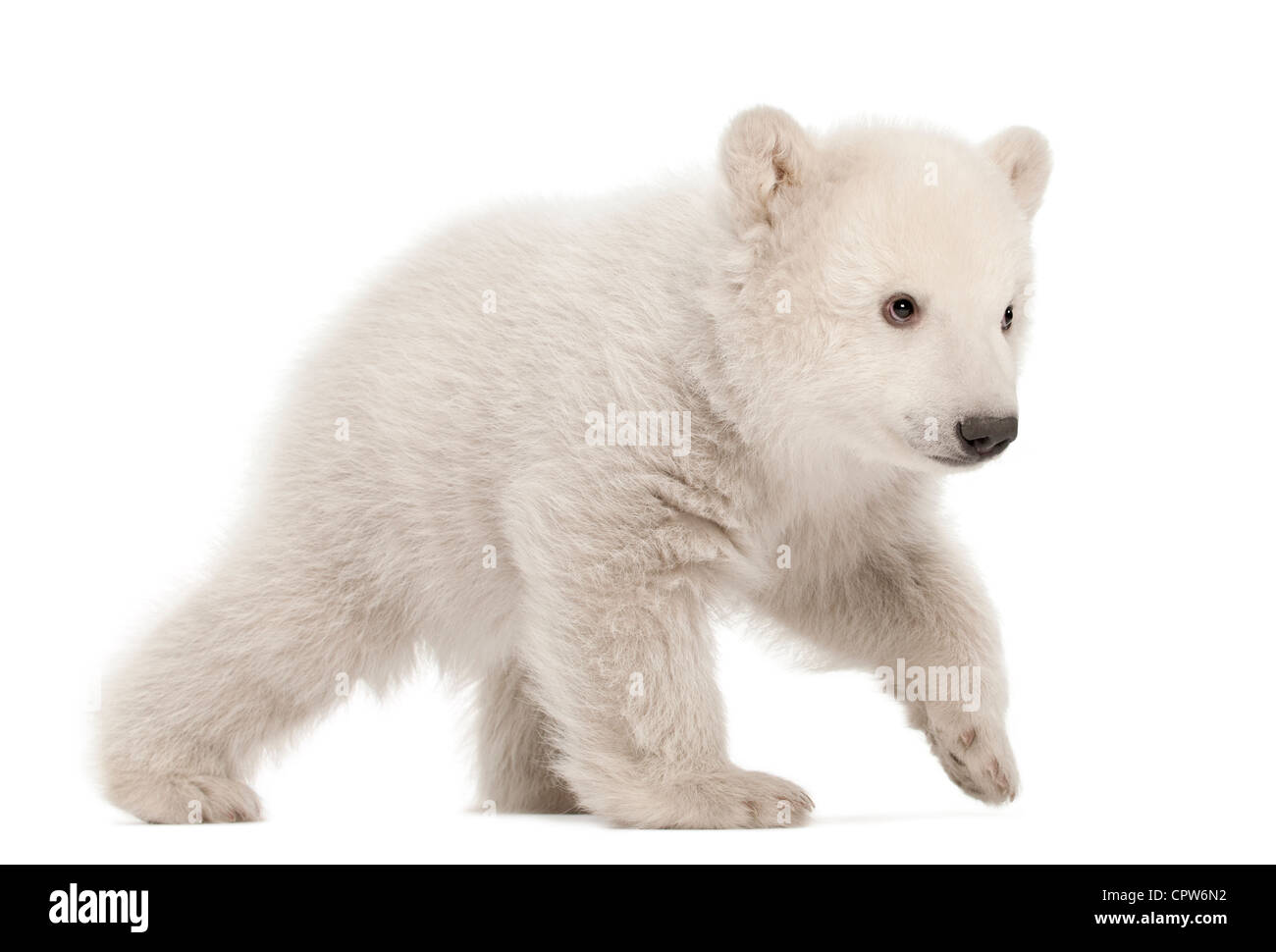 Polar bear cub hi-res stock photography and images - Alamy