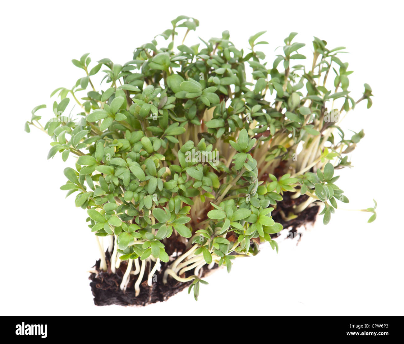 Garden Cress (Lepidium Sativum) isolated on white background Stock ...