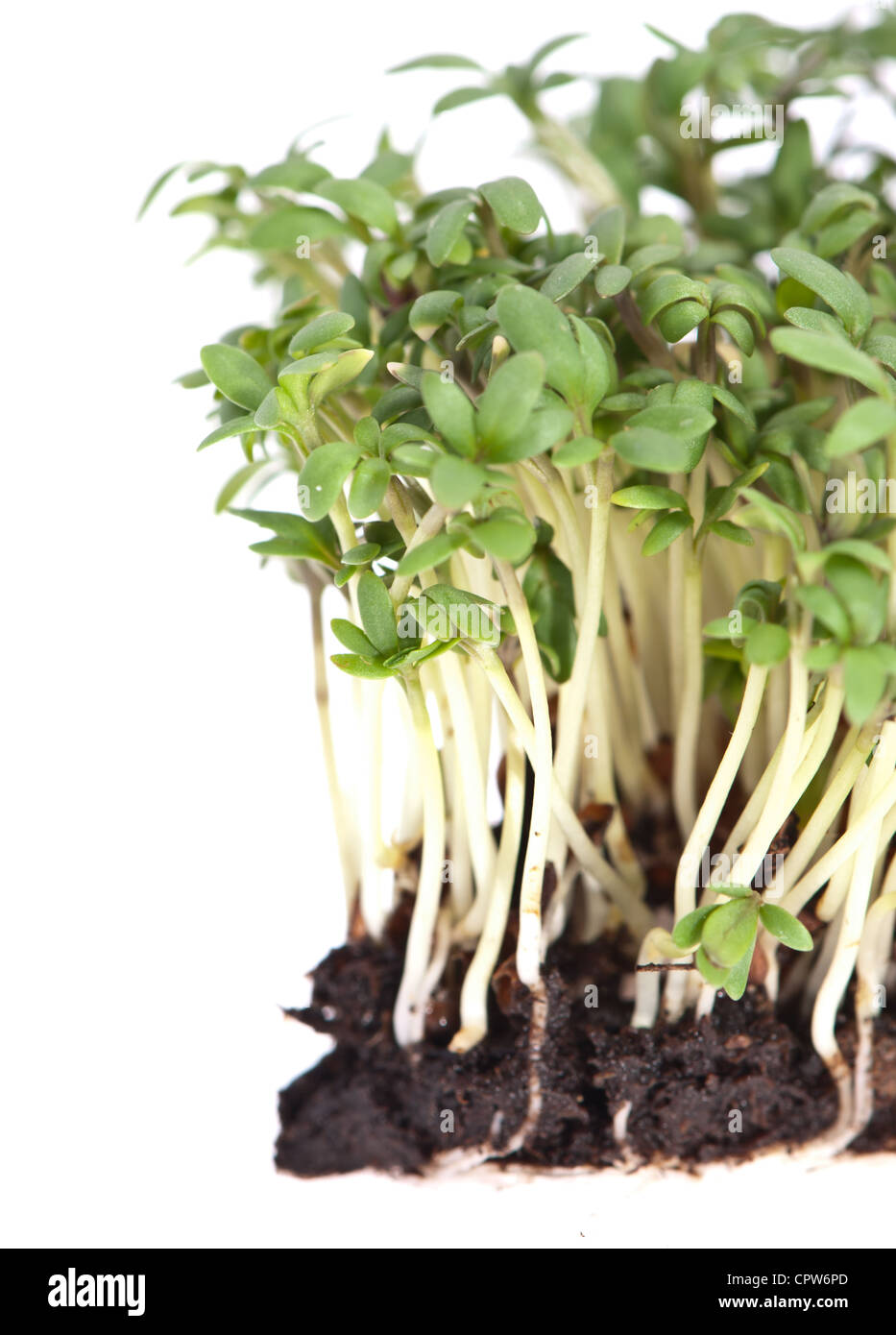 Garden Cress (Lepidium Sativum) isolated on white background Stock ...