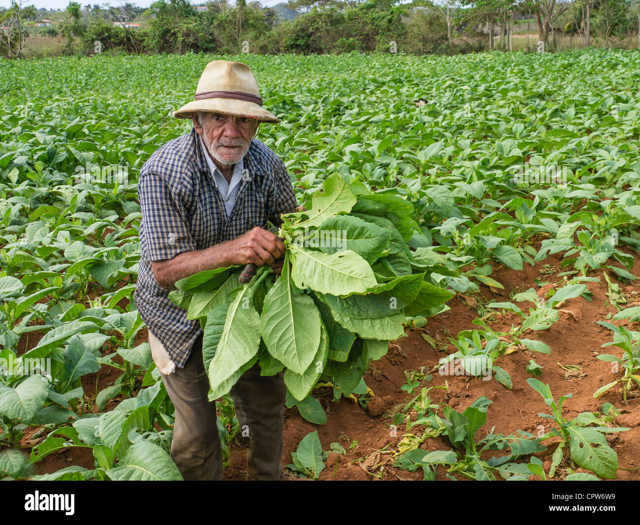 An older Cuban adult male farmworker harvests tobacco in the green ...