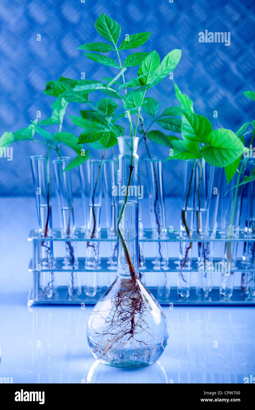 Plants in laboratory Stock Photo - Alamy