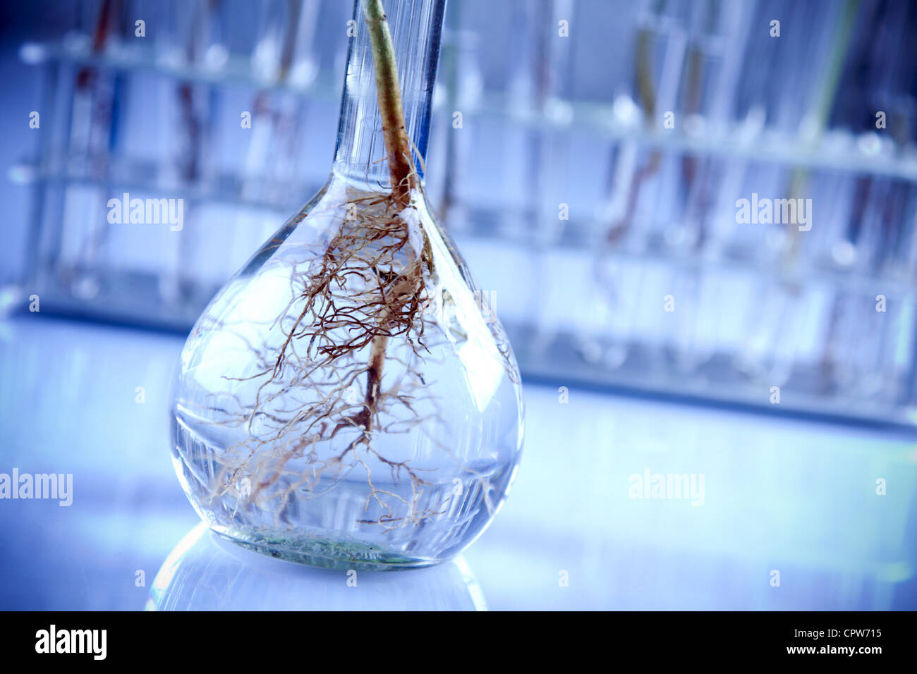 Plants in laboratory Stock Photo - Alamy