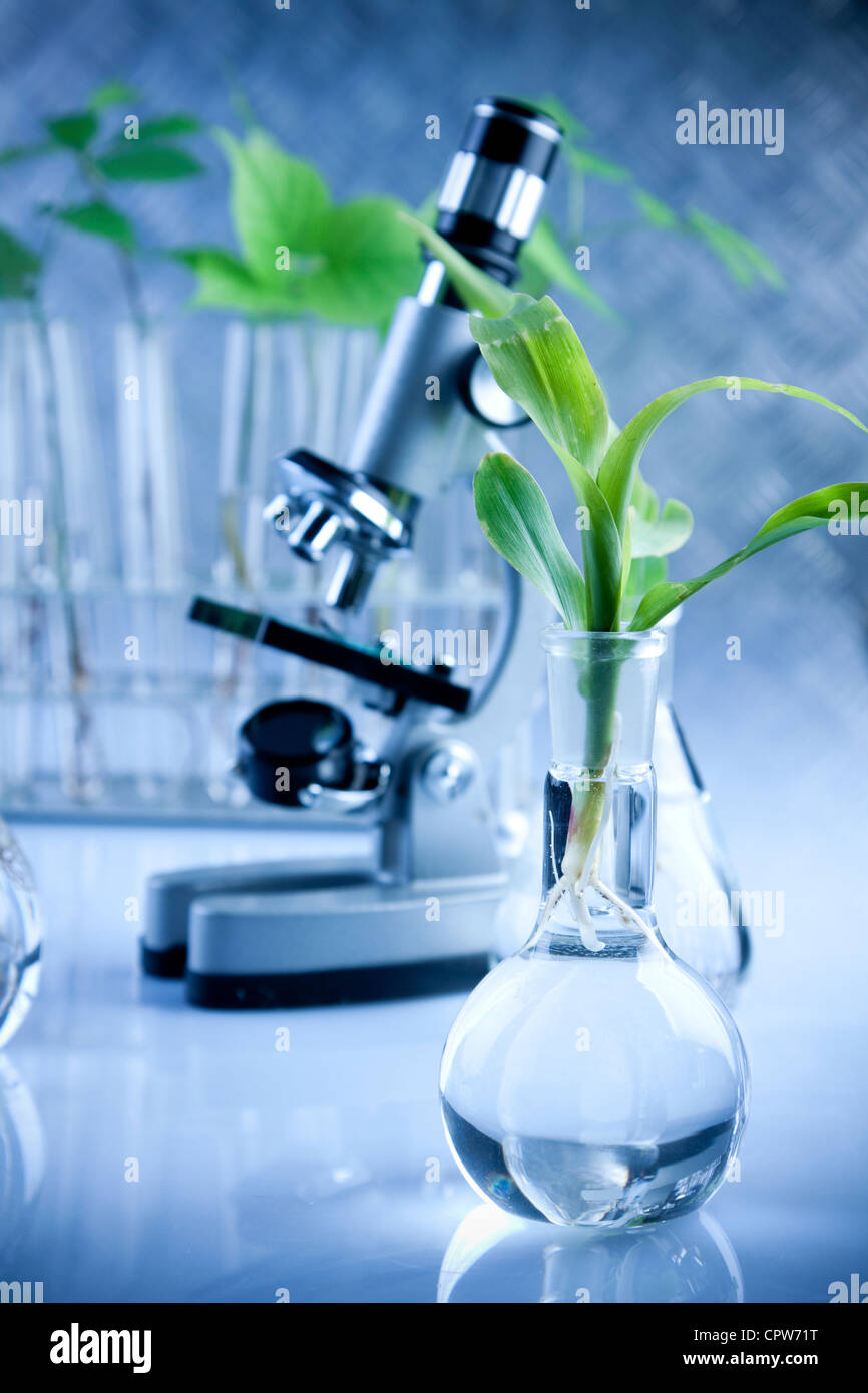 Plants in laboratory Stock Photo - Alamy