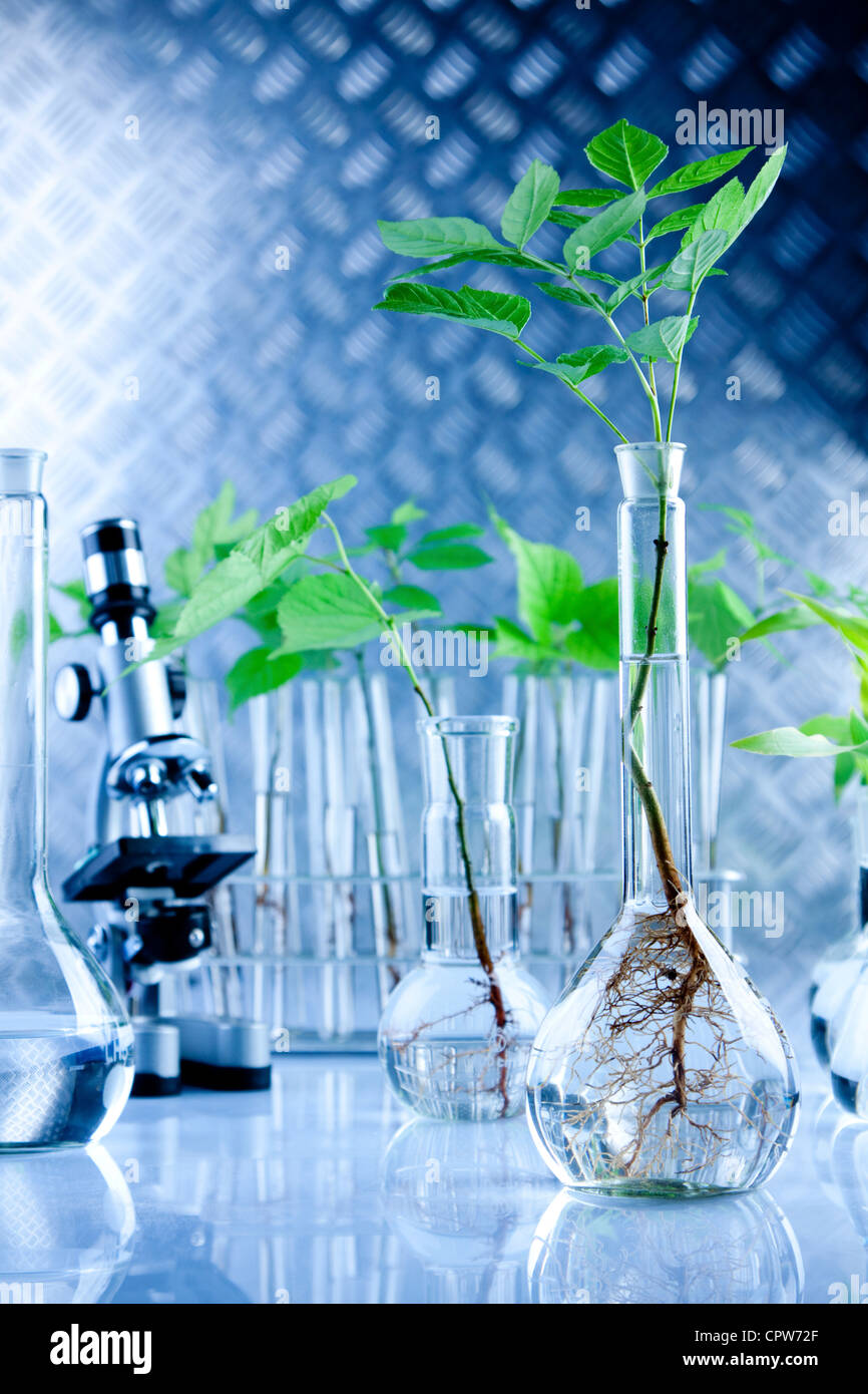 Plants in laboratory Stock Photo - Alamy