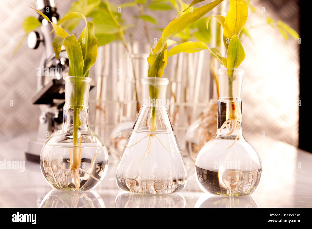 Plants in laboratory Stock Photo - Alamy