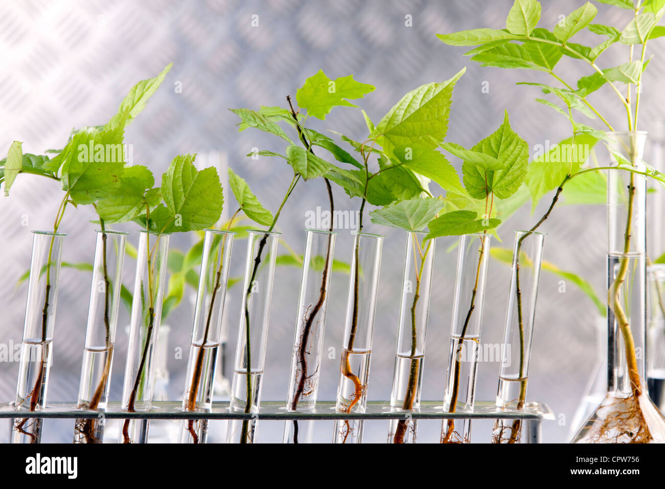 Plants in laboratory Stock Photo - Alamy