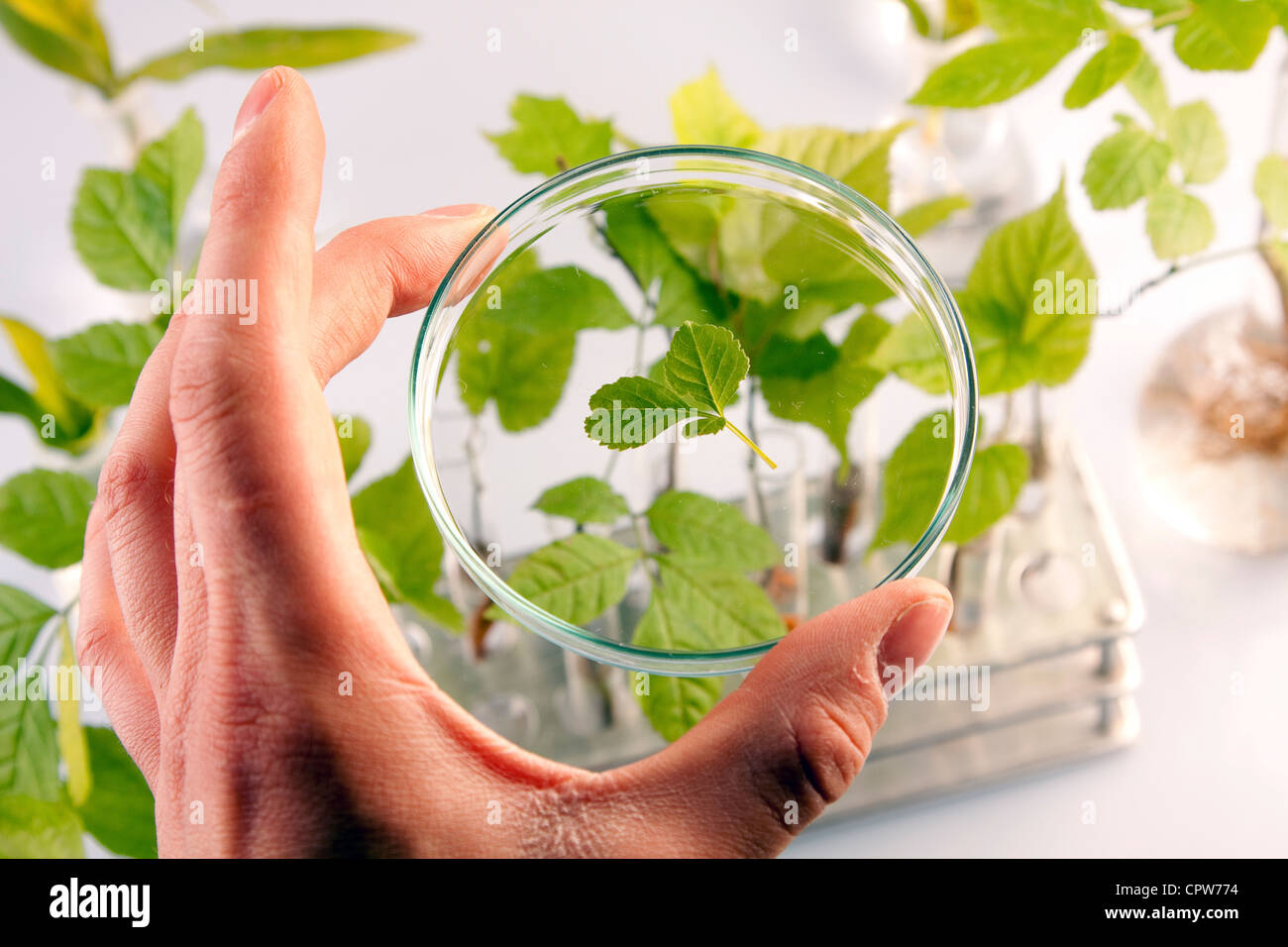 Plants in laboratory Stock Photo - Alamy