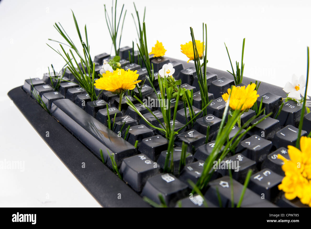 grass and flowers growing from keyboard Stock Photo - Alamy