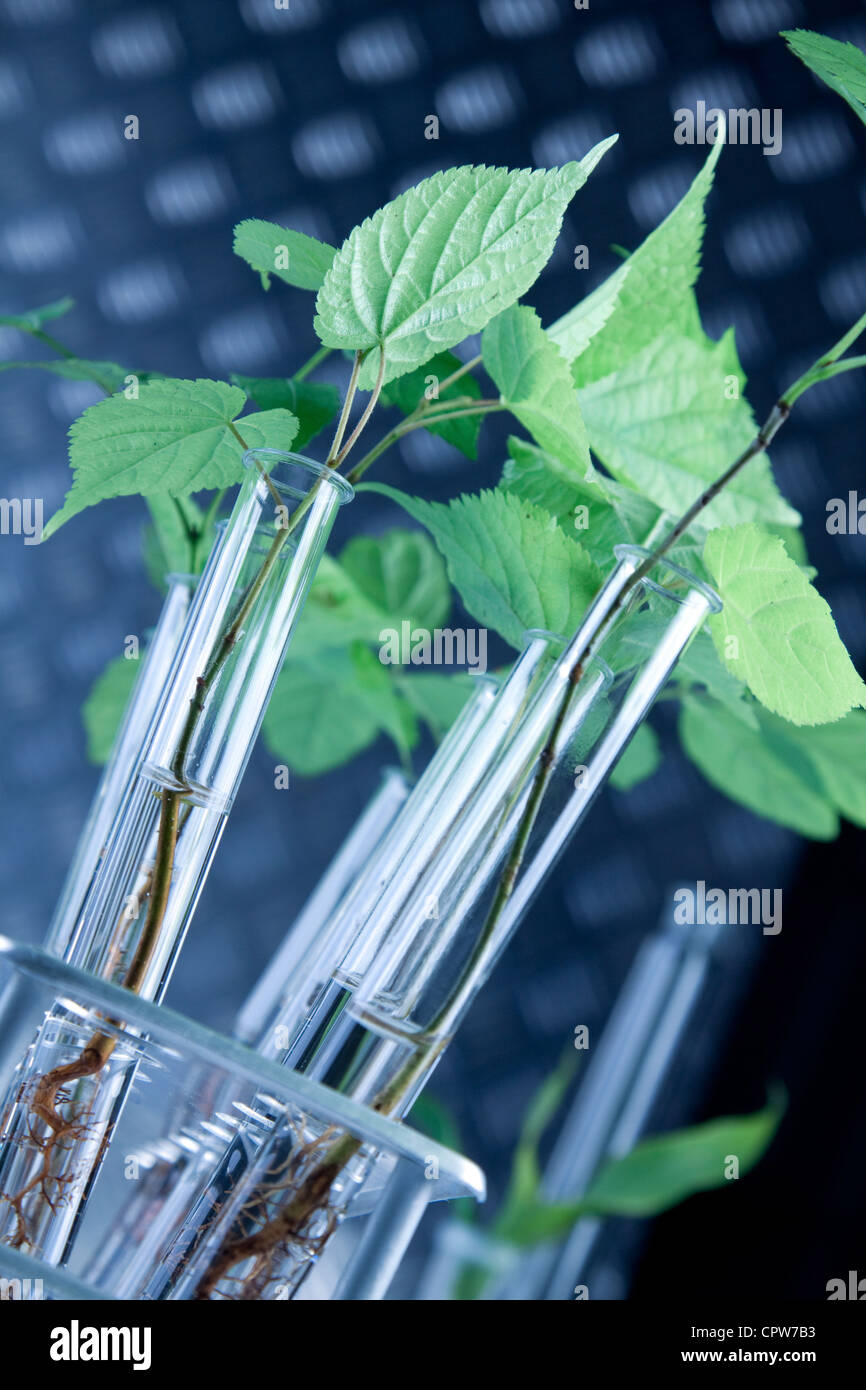 Plants in laboratory Stock Photo - Alamy