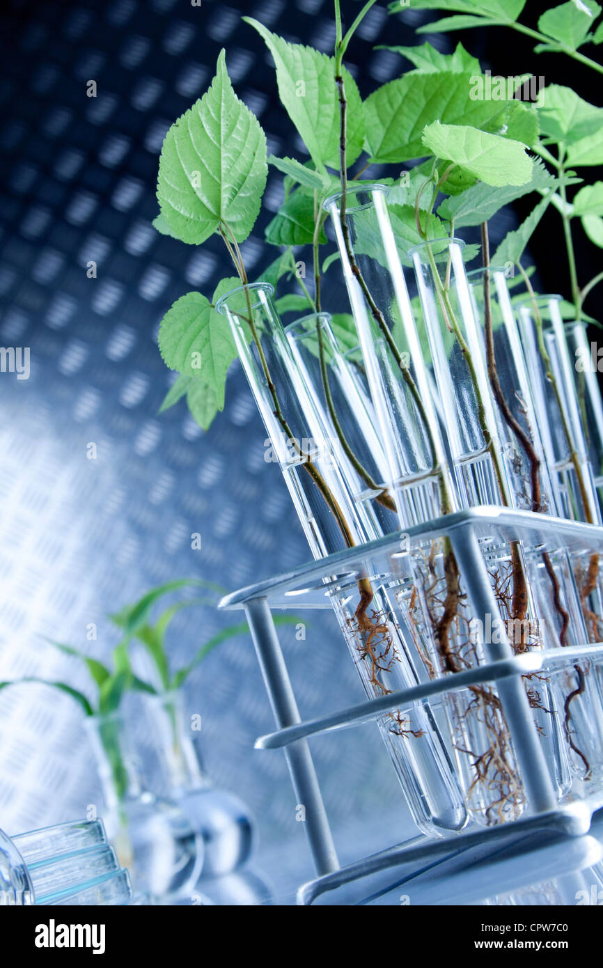 Plants in laboratory Stock Photo - Alamy