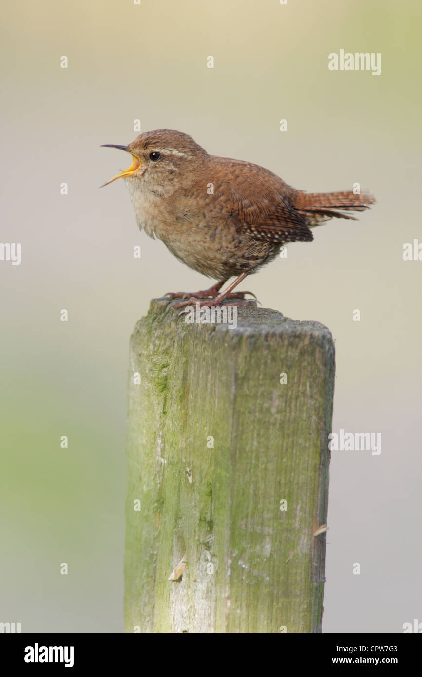Wren bird uk hi-res stock photography and images - Alamy