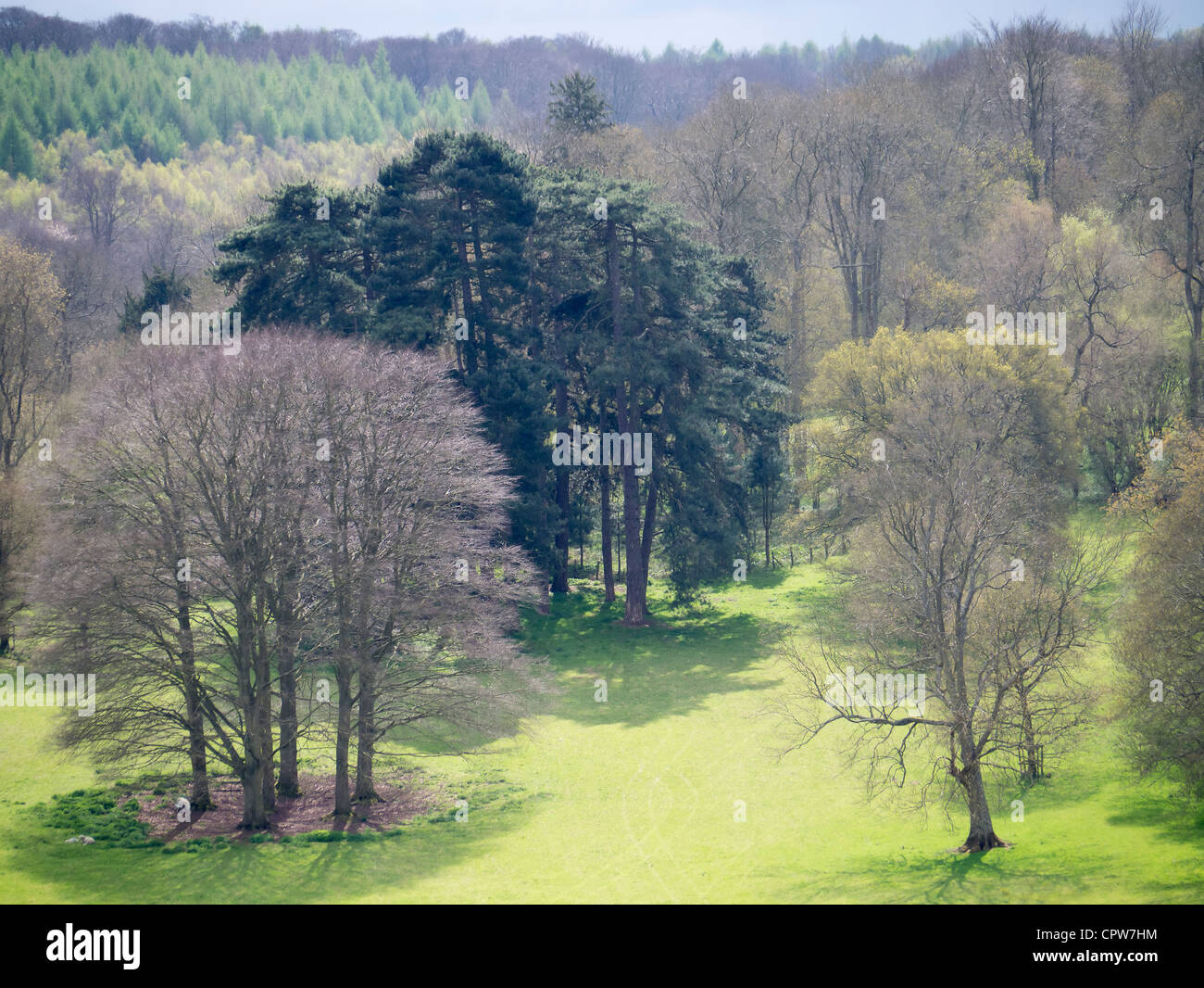 Luminescent spring trees in the grounds of Polesden Lacey Garden Stock ...
