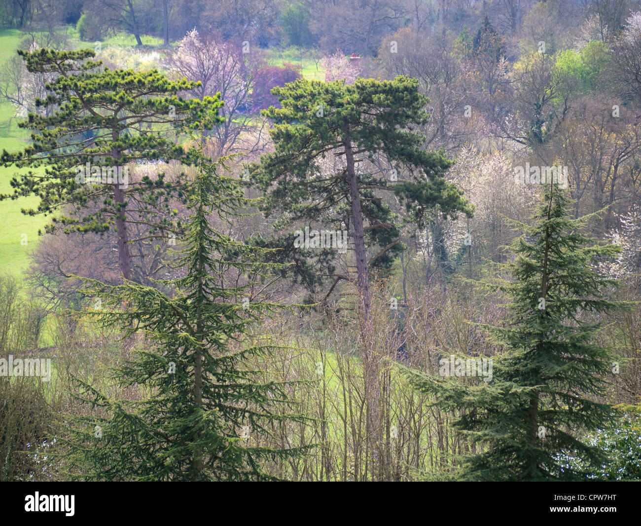 Luminescent spring trees in the grounds of Polesden Lacey Garden Stock ...