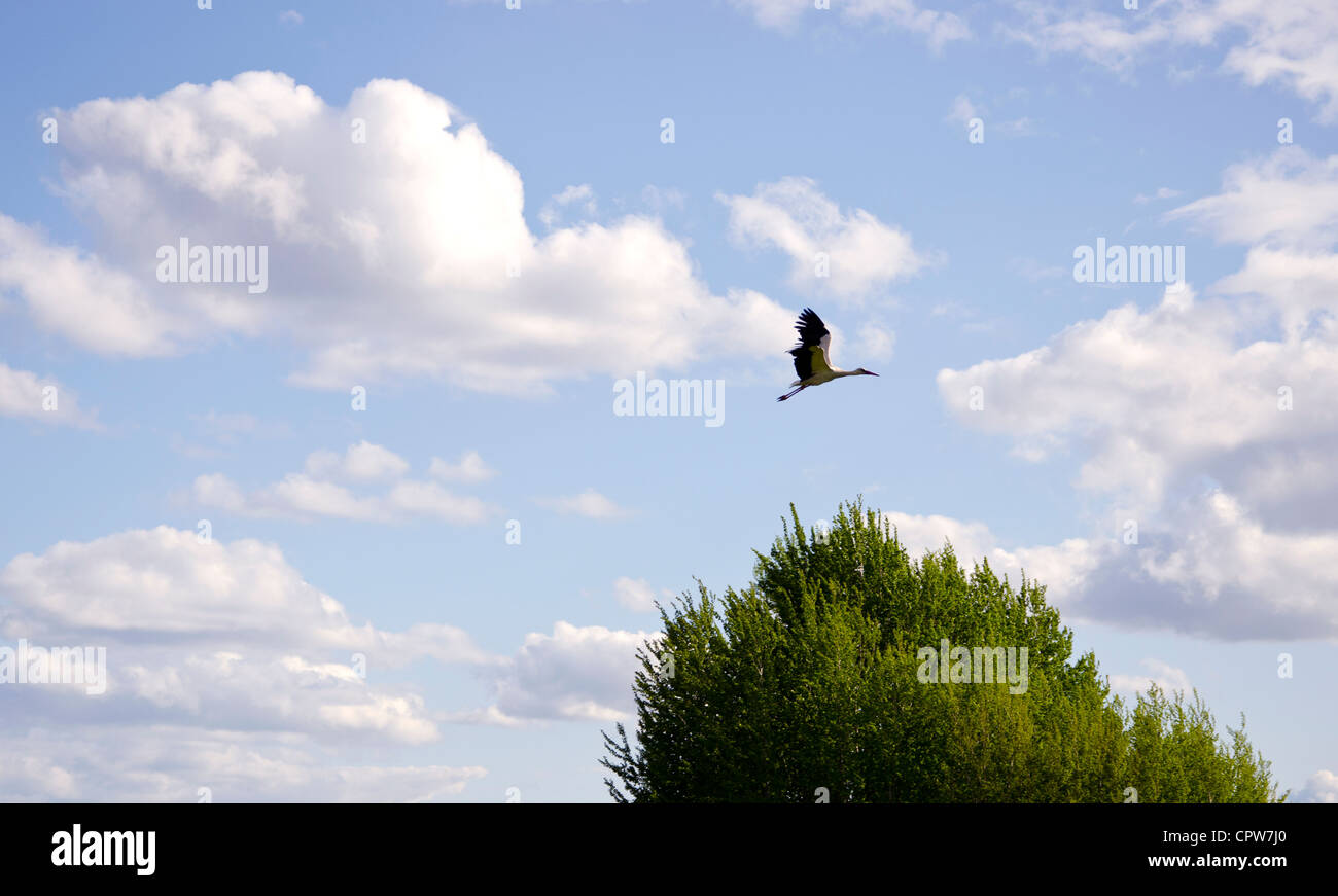 white stork flying on sky clouds background Stock Photo - Alamy