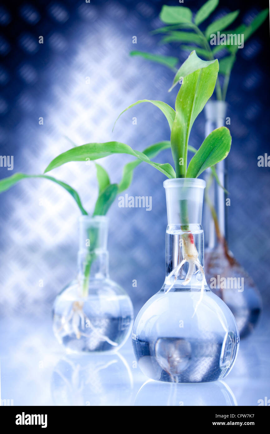 Plants in laboratory Stock Photo - Alamy