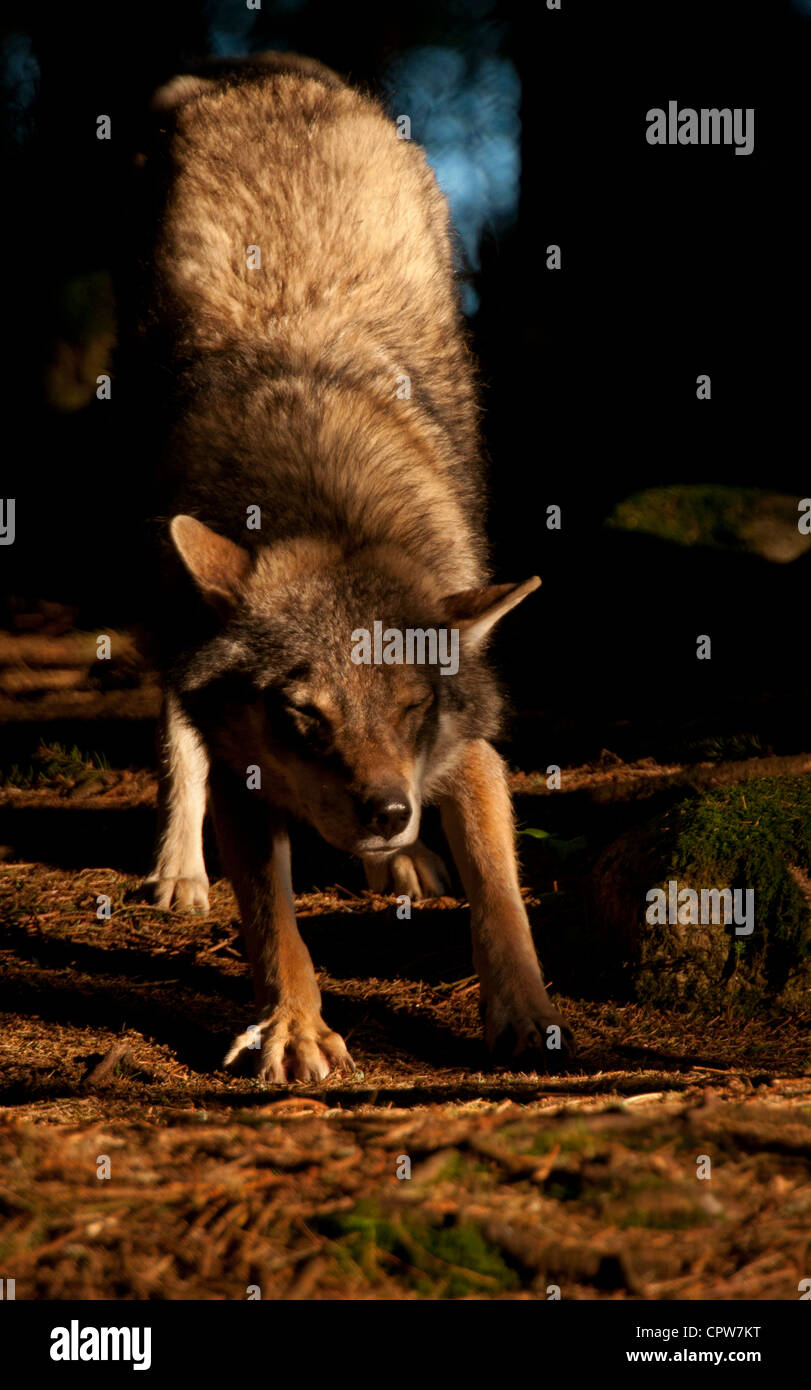 Grey wolf canis lupus stretching hi-res stock photography and images ...